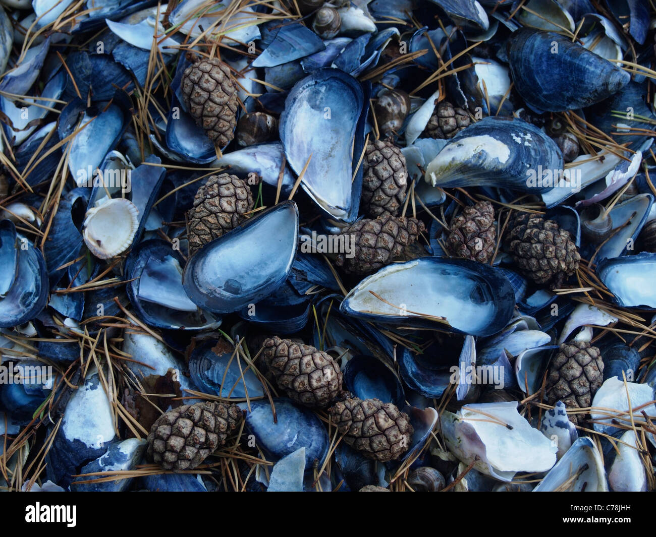Mussel shells and pine cones, Tviklippan, Bohuslän, Sweden Stock Photo ...
