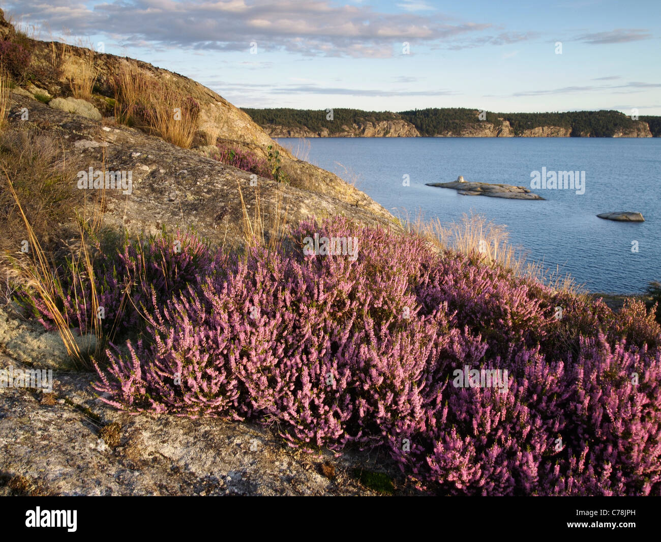 Evening view from high point on Store Harholmen, Bohuslän, Sweden Stock ...