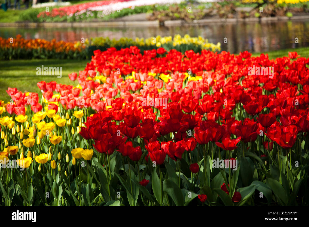 Multi colored tulips Stock Photo - Alamy