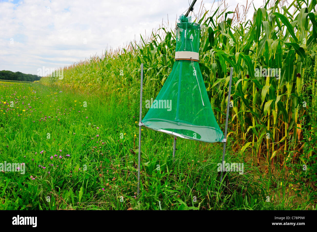 Pheromone trap for the European Corn Borer moth (Ostrinia nubialis ...