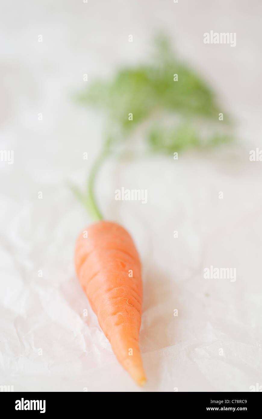 one fresh carrot Stock Photo - Alamy