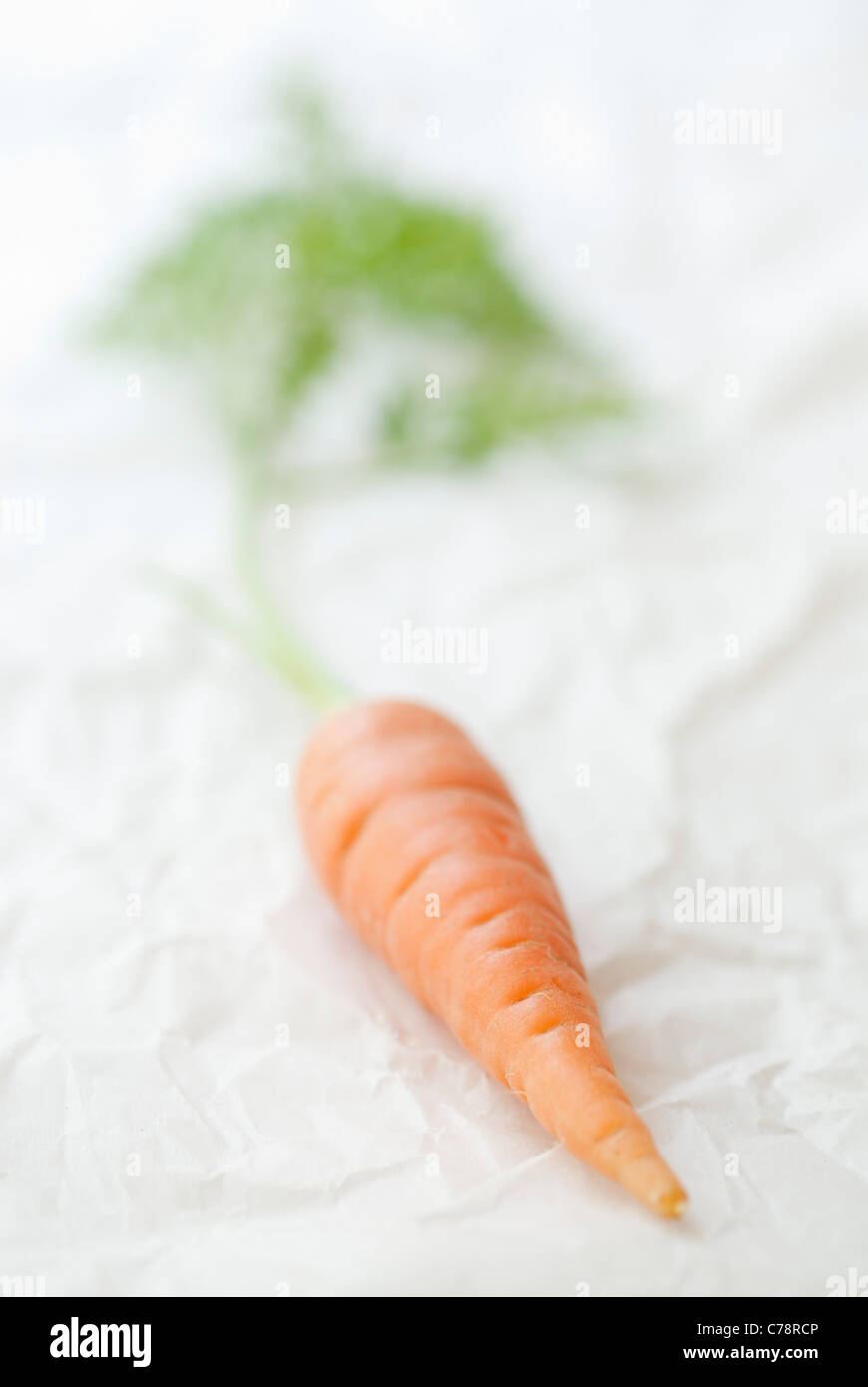 one fresh carrot Stock Photo - Alamy