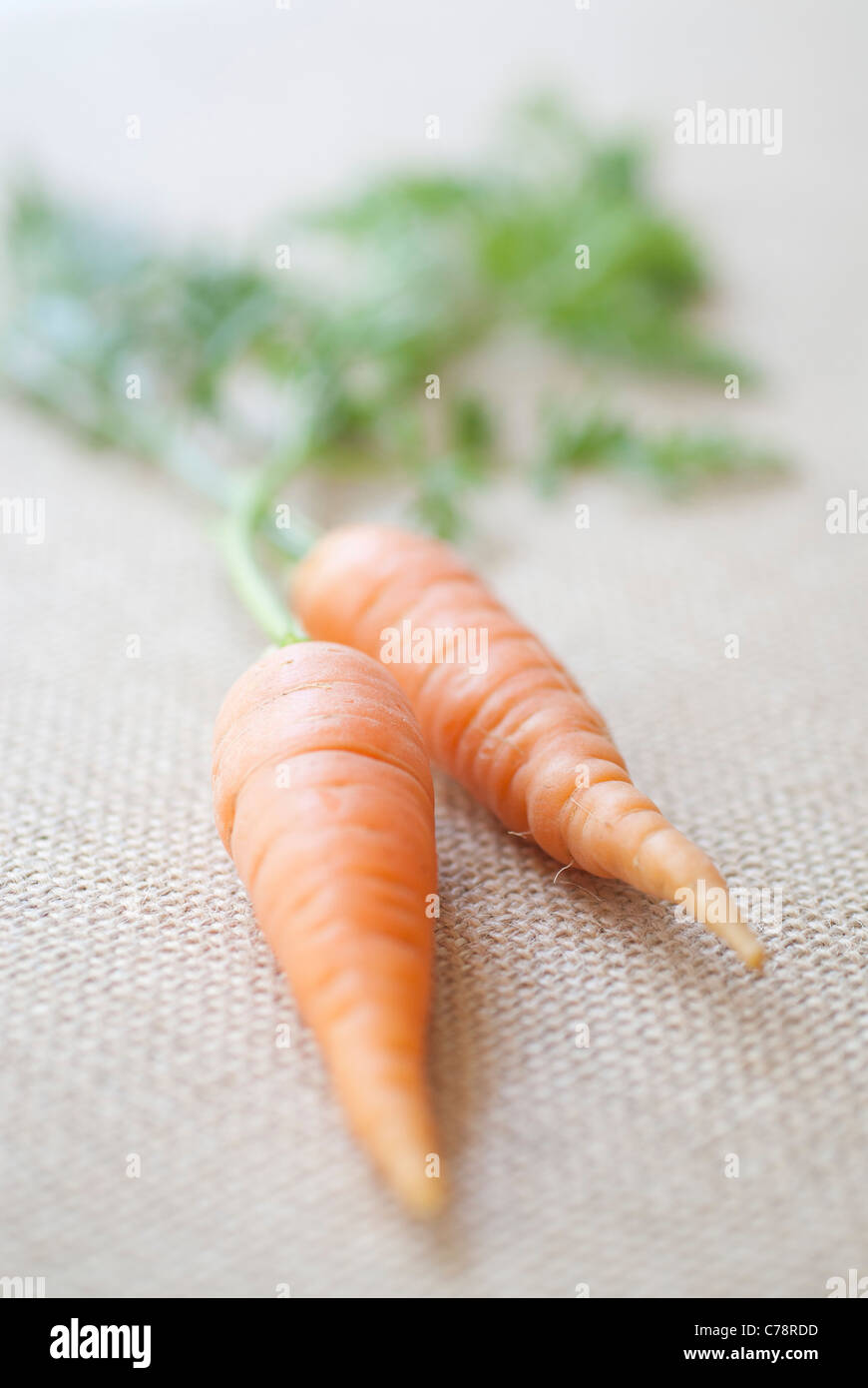 one fresh carrot Stock Photo - Alamy
