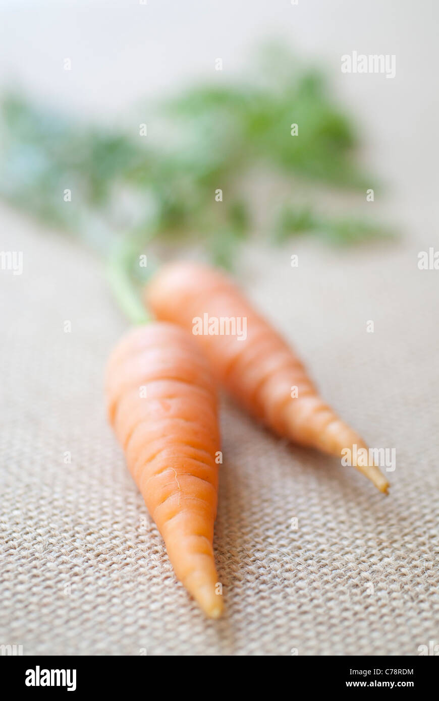 one fresh carrot Stock Photo - Alamy