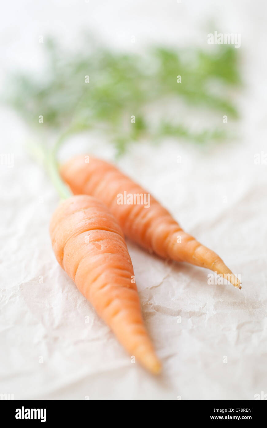 one fresh carrot Stock Photo - Alamy