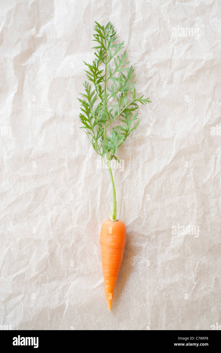 one fresh carrot Stock Photo - Alamy