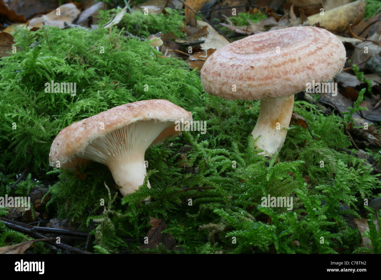 Lactarius torminosus (Woolly Milkcap) growing in deciduous woodland ...