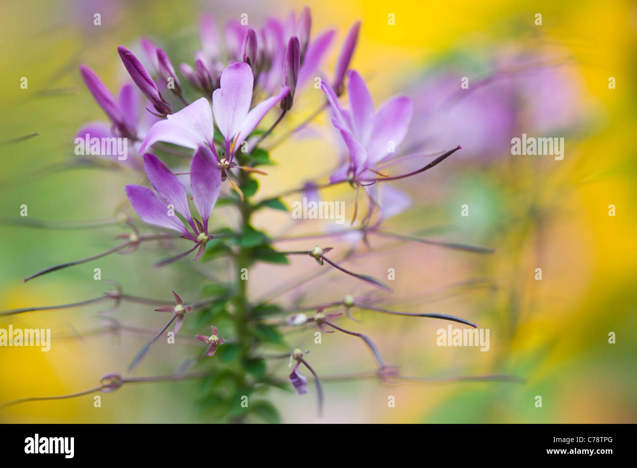 Purple queen plant hi-res stock photography and images - Alamy