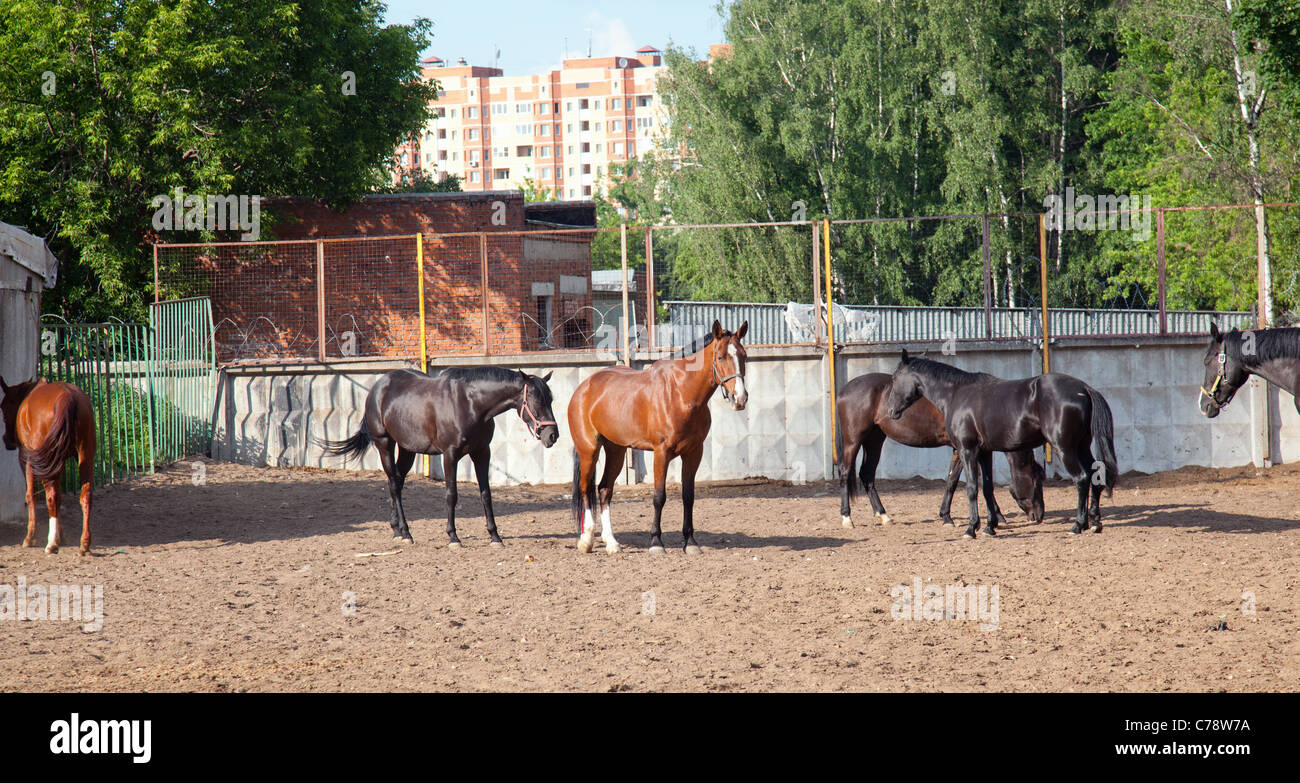 City animal farm hi-res stock photography and images - Alamy