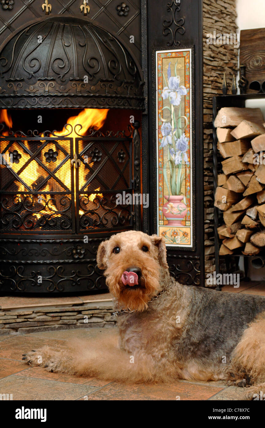 dog sit near the fireplace Stock Photo - Alamy