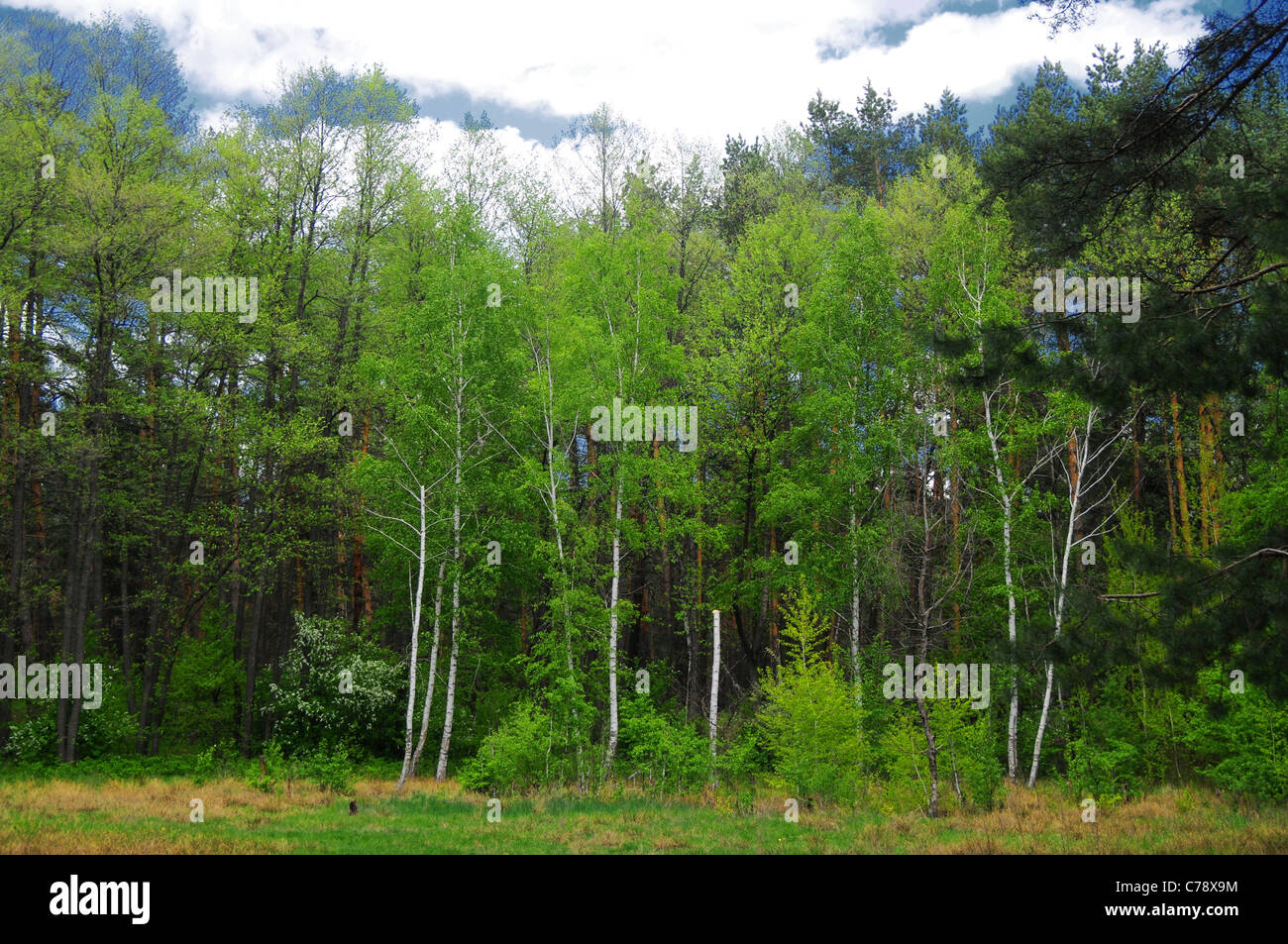 edge of the forest with deciduous and coniferous trees Stock Photo - Alamy