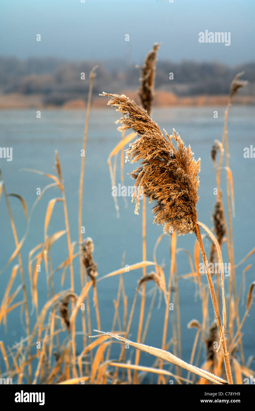 bush grass in the sun Stock Photo - Alamy
