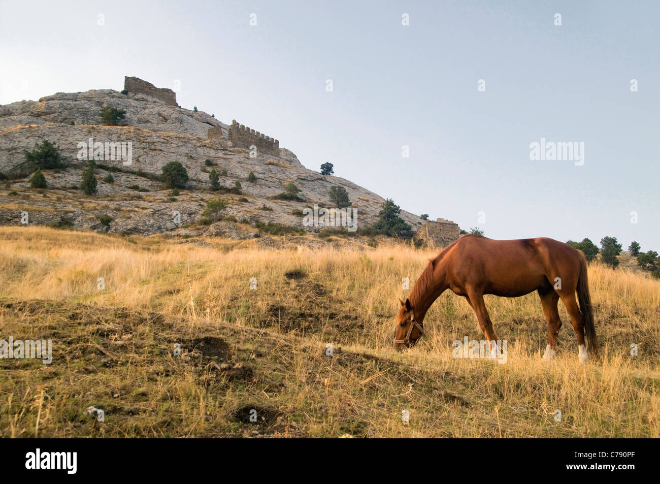 horse in the field and the wall of an ancient castle Stock Photo - Alamy