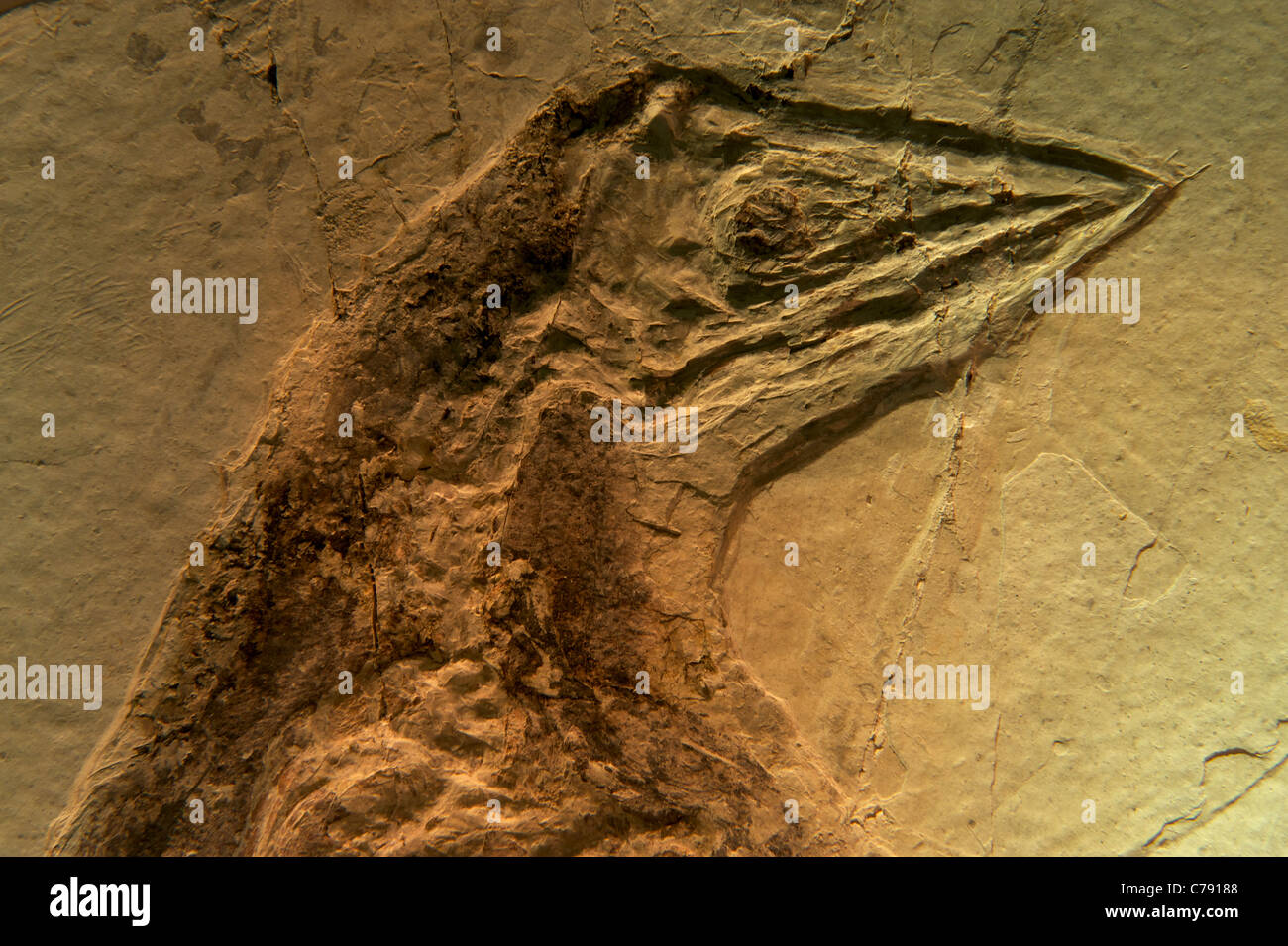 Fossils And Archeology Confuciusornis at Katharine Gillis blog