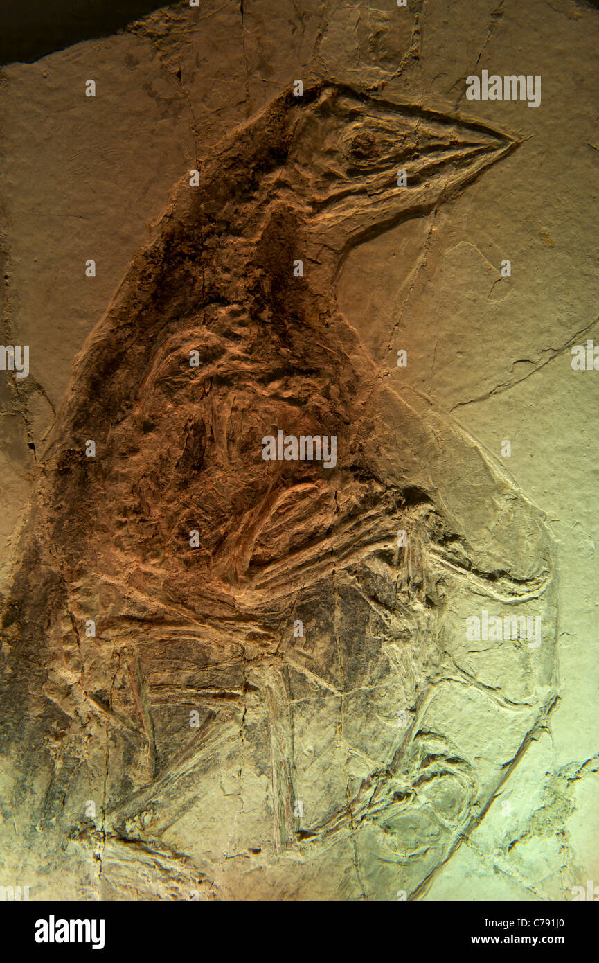 Fossils And Archeology Confuciusornis at Katharine Gillis blog
