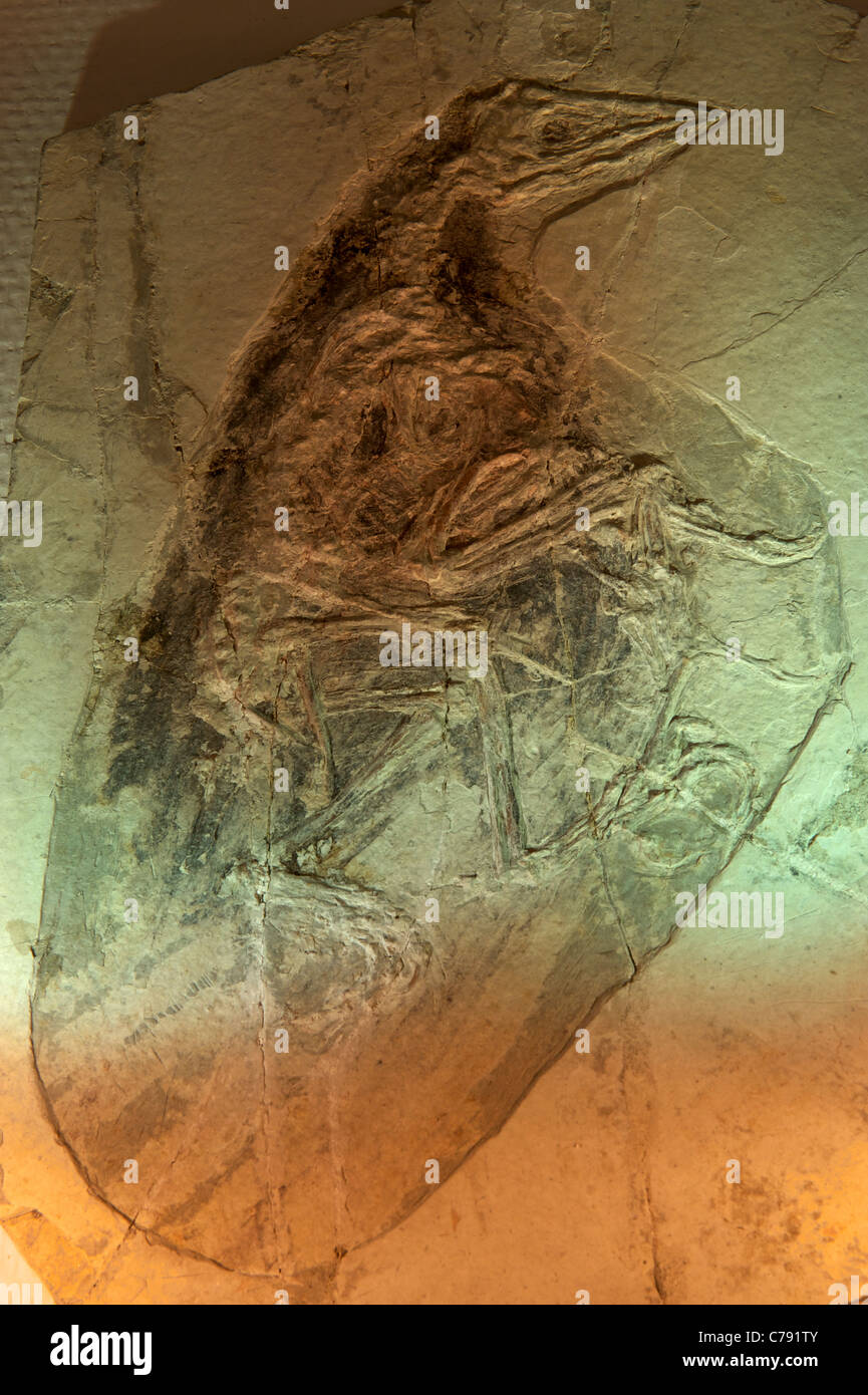 Fossils And Archeology Confuciusornis at Katharine Gillis blog