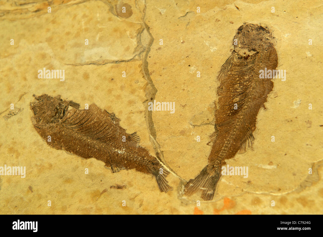 Fossil - Lycoptera muroii(Takai) at the Geological Museum of China ...