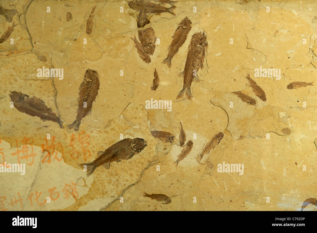 Fossil - Lycoptera muroii(Takai) at the Geological Museum of China ...