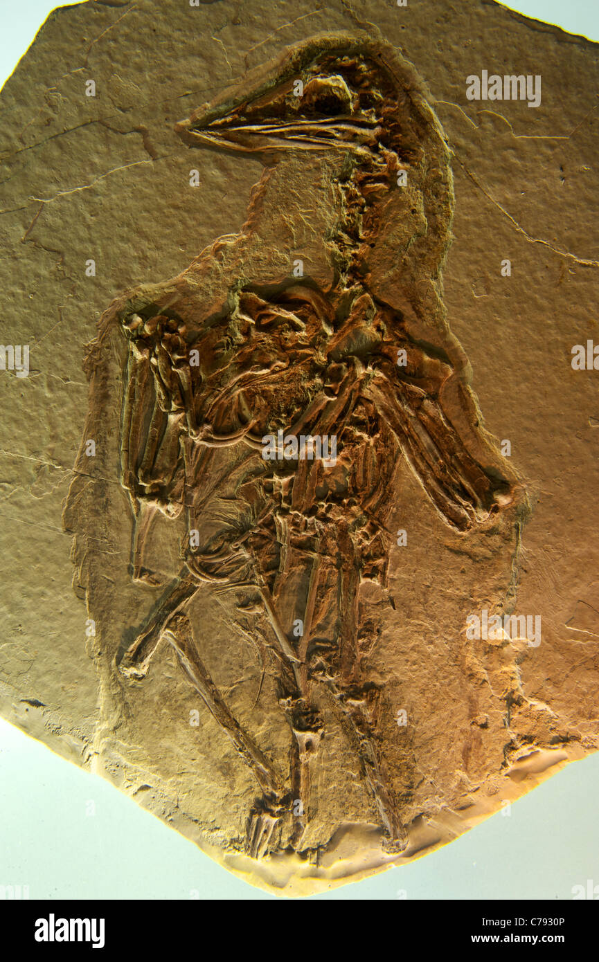 Confuciusornis Fossil