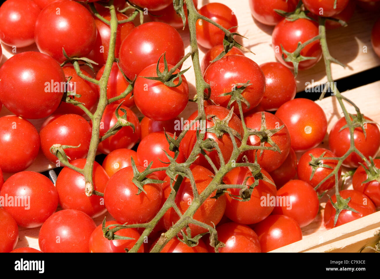 tomato tomatoes red fresh on the vine vines juicy food sun ripened ...