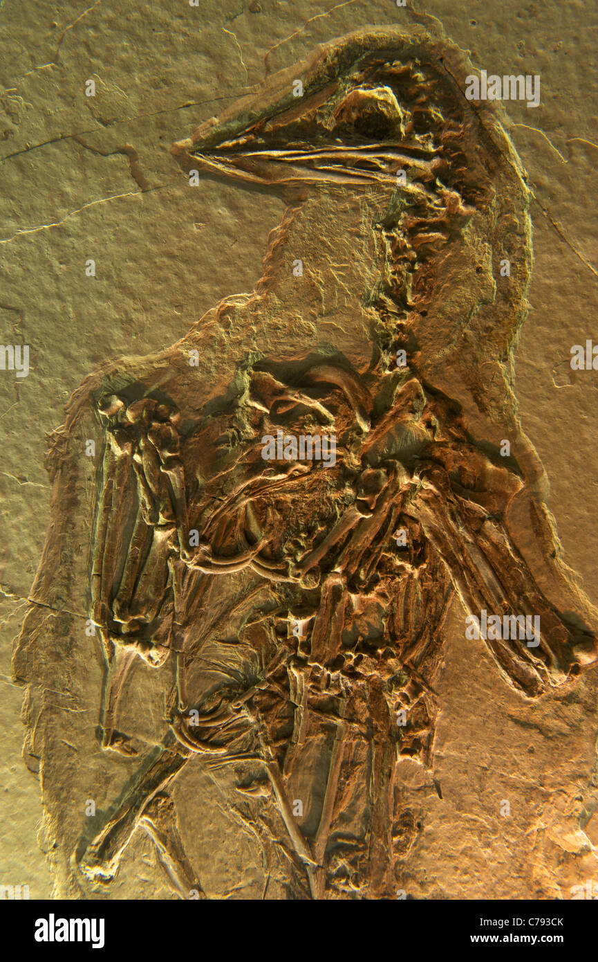 Confuciusornis Fossil