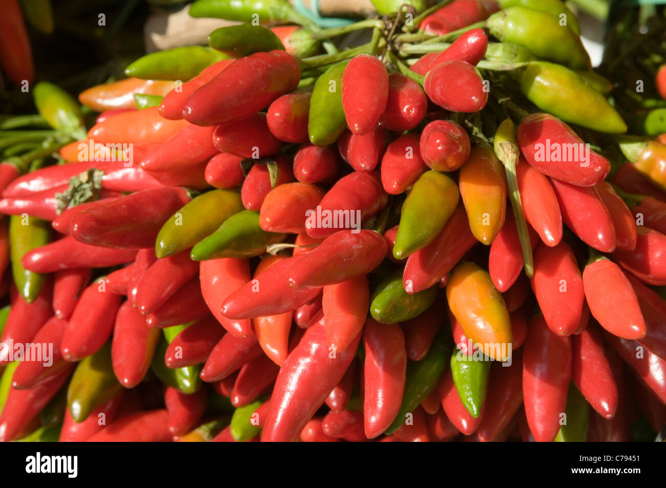 chile chiles chille chilles red hot spice spicy spices taste flavor ...