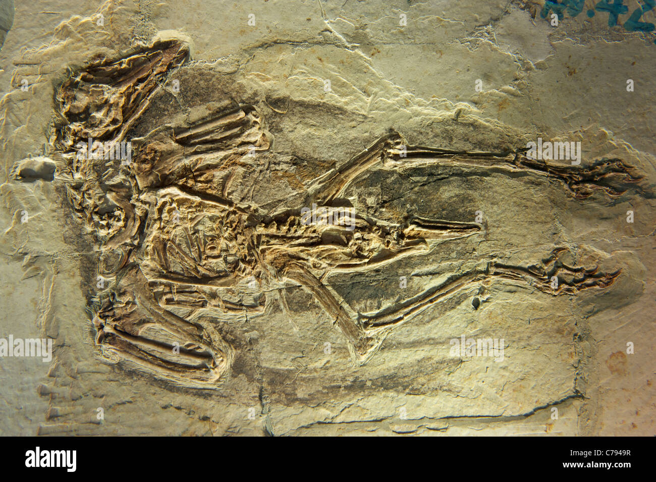 Fossils And Archeology Confuciusornis at Katharine Gillis blog