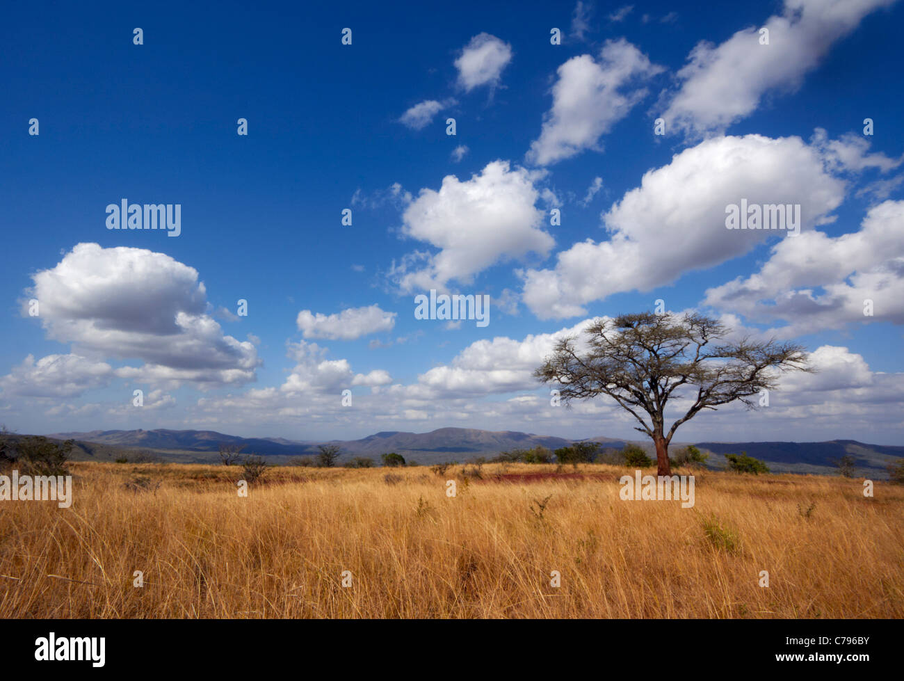 Hluhluwe game reserve hi-res stock photography and images - Alamy