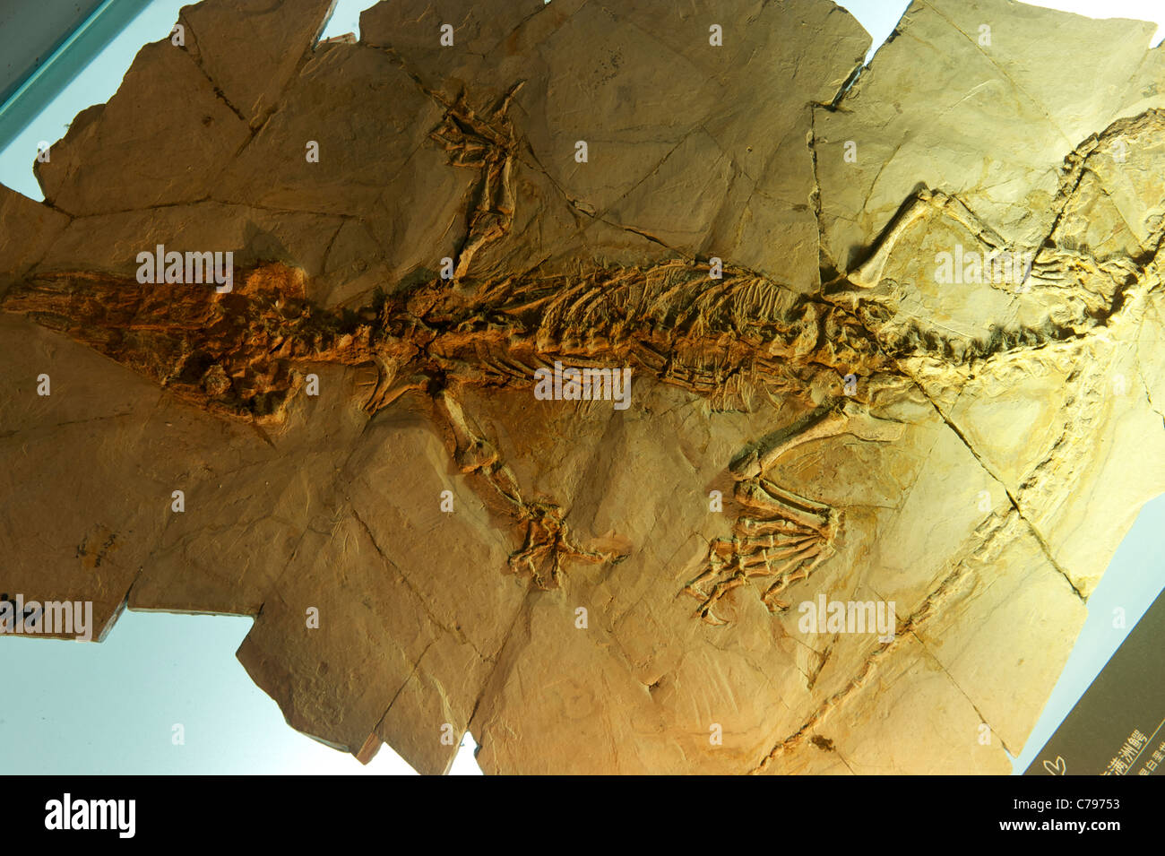 Geological Museum Of China High Resolution Stock Photography and Images ...