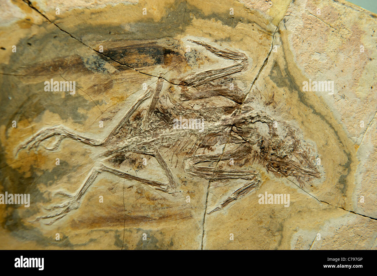 Fossil - Enantiornithes gen et sp. indet at the Geological Museum of ...