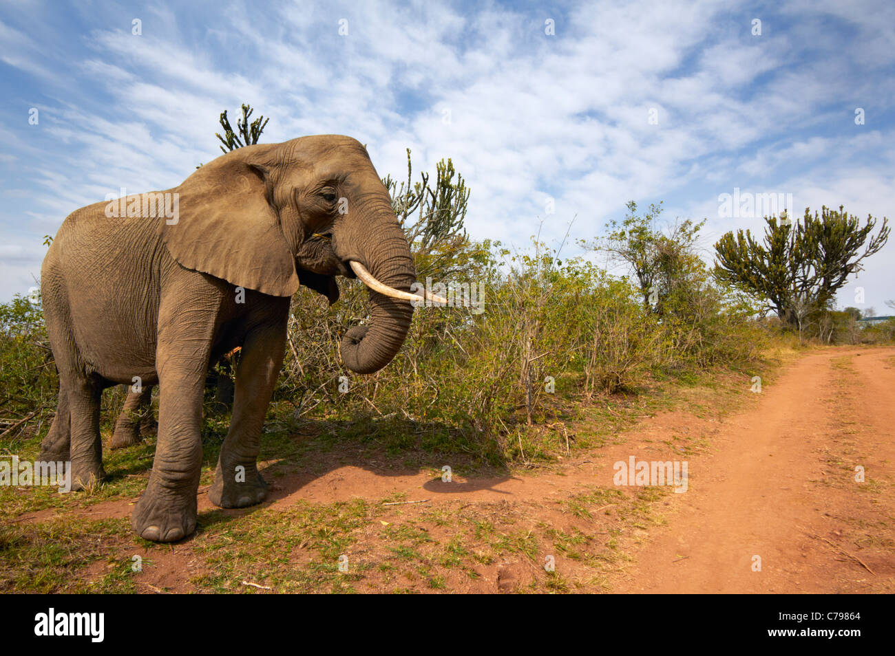 Elephant Lion