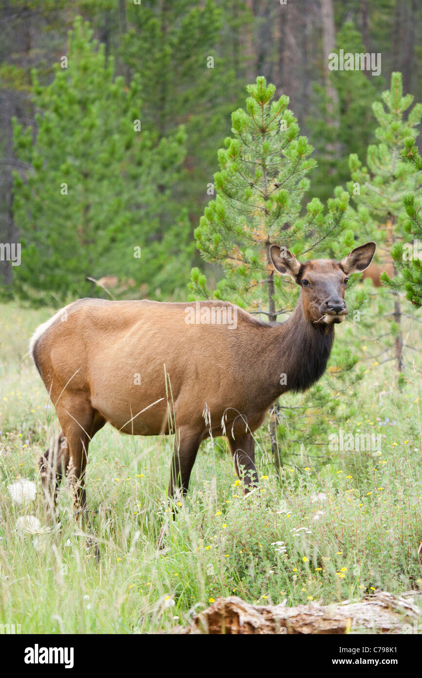 rocky mountain national park Colorado elk USA wild Stock Photo - Alamy