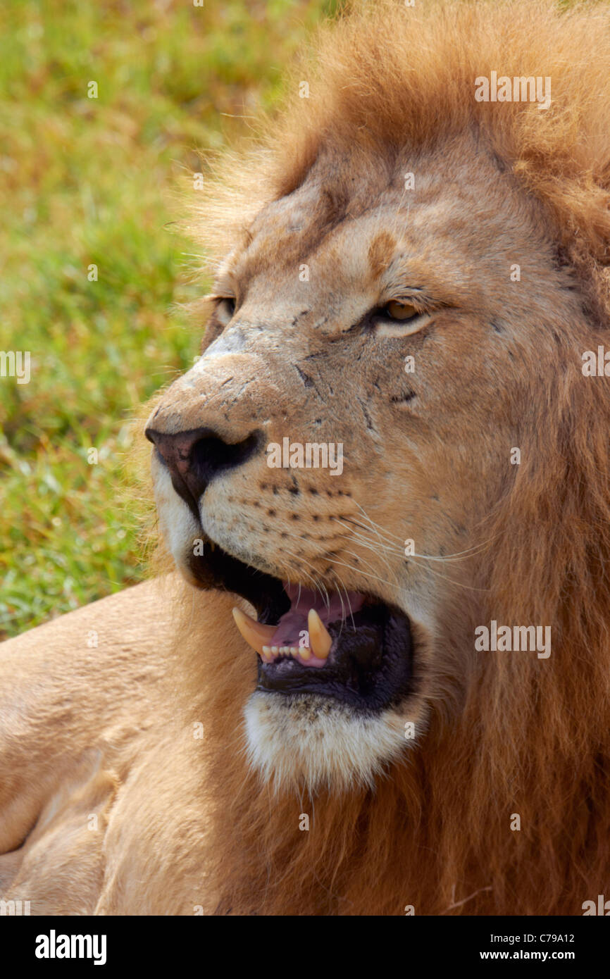Natal lion park near pietermaritzburg hi-res stock photography and ...