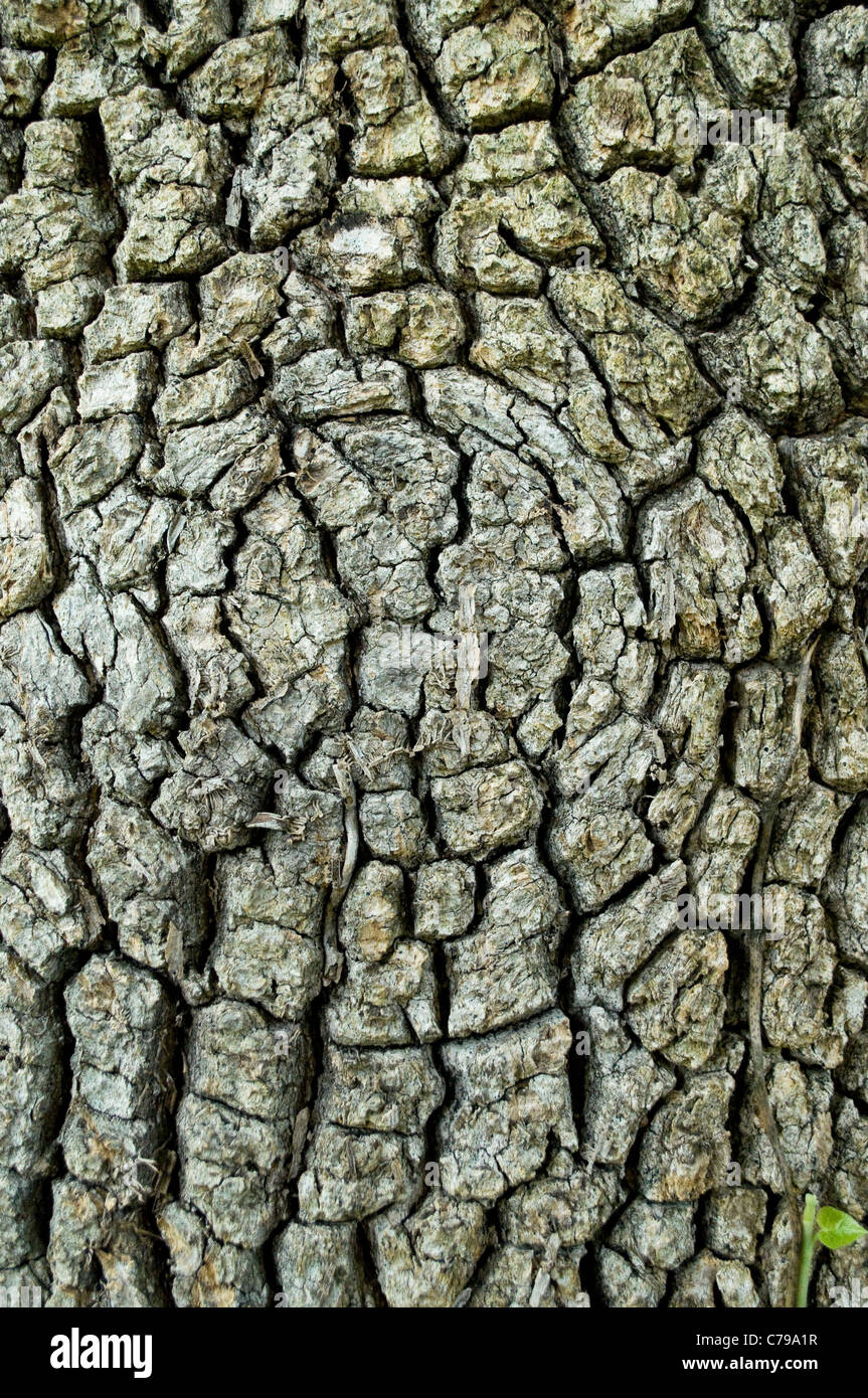 Knobby bark old tree hi-res stock photography and images - Alamy