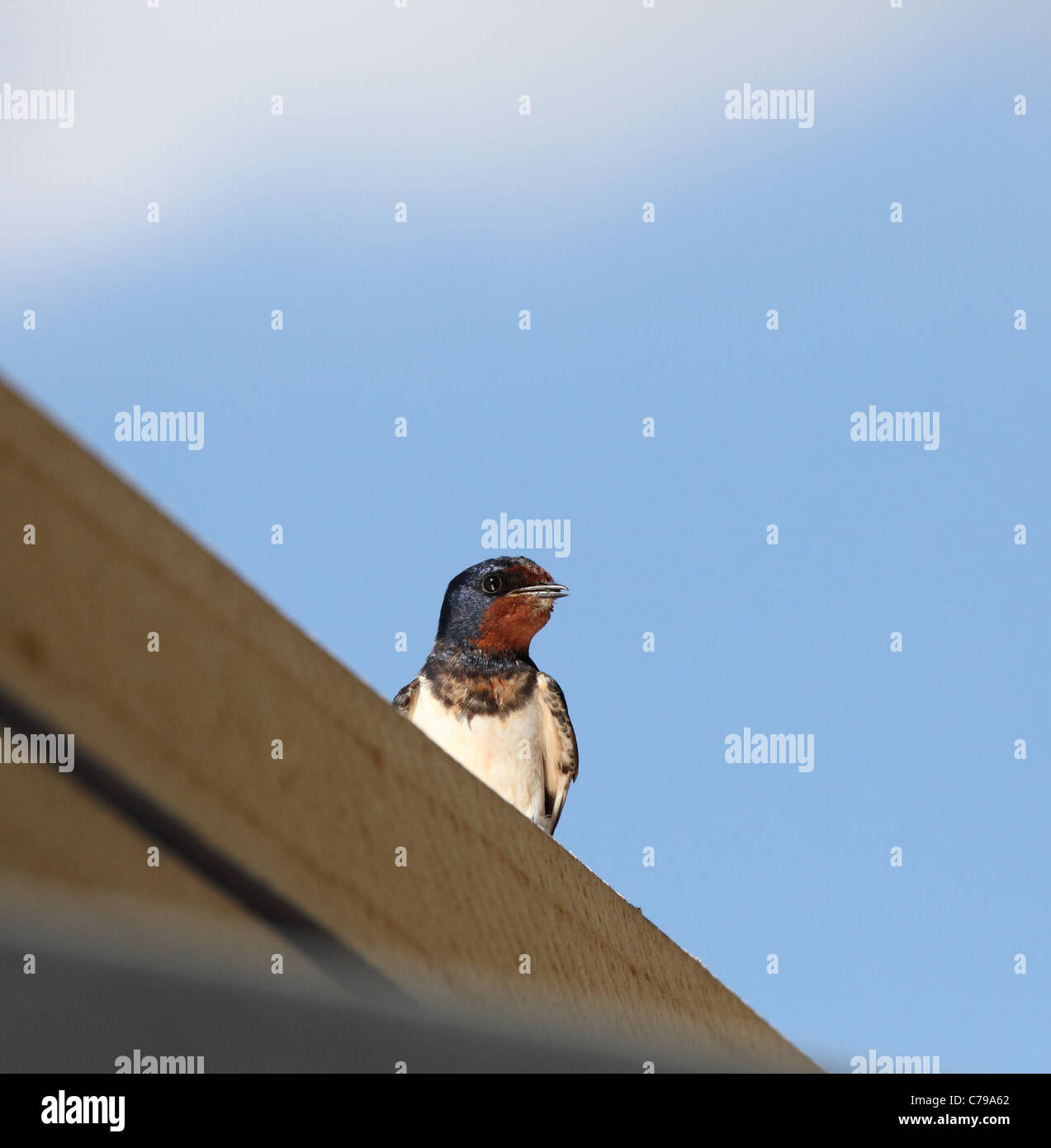 Bird with red throat hi-res stock photography and images - Alamy