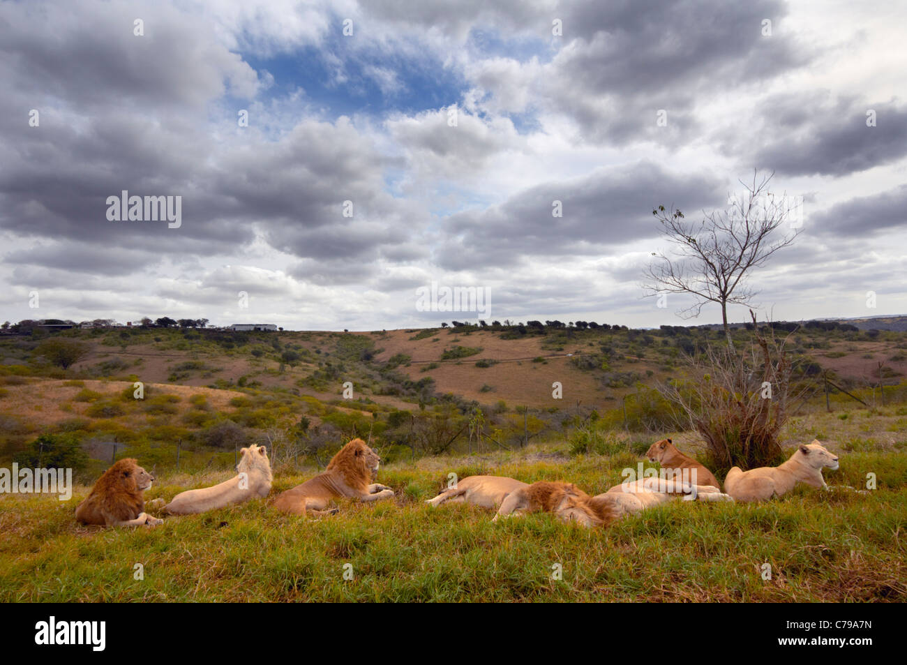 Pride of lions resting. Natal Lion Park, near Pietermaritzburg, KwaZulu ...