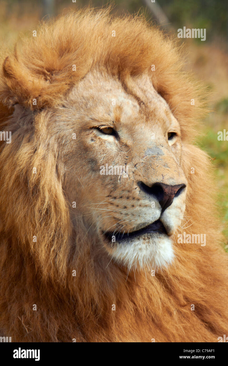 Natal lion park near pietermaritzburg hi-res stock photography and ...