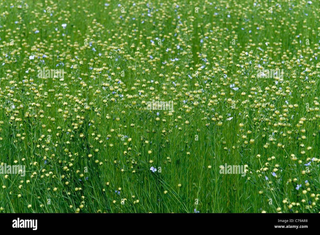 Common flax (Linum usitatissimum), flax field in spring (Normandy ...