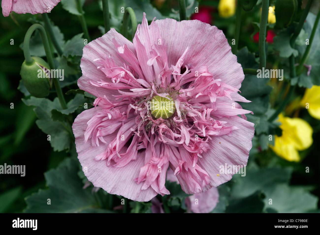 Double poppy hi-res stock photography and images - Alamy