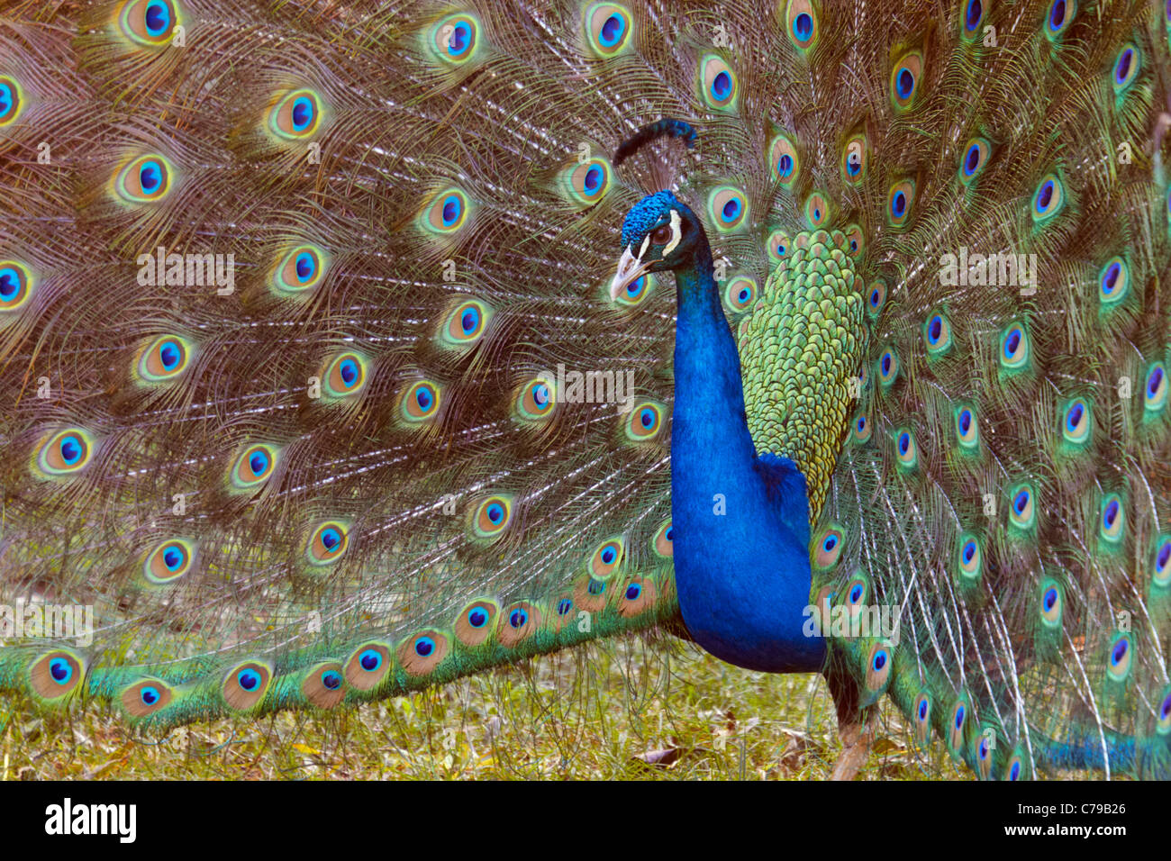 Peacock in Mitchell Park Zoo. Durban, KwaZulu-Natal, South Africa Stock ...