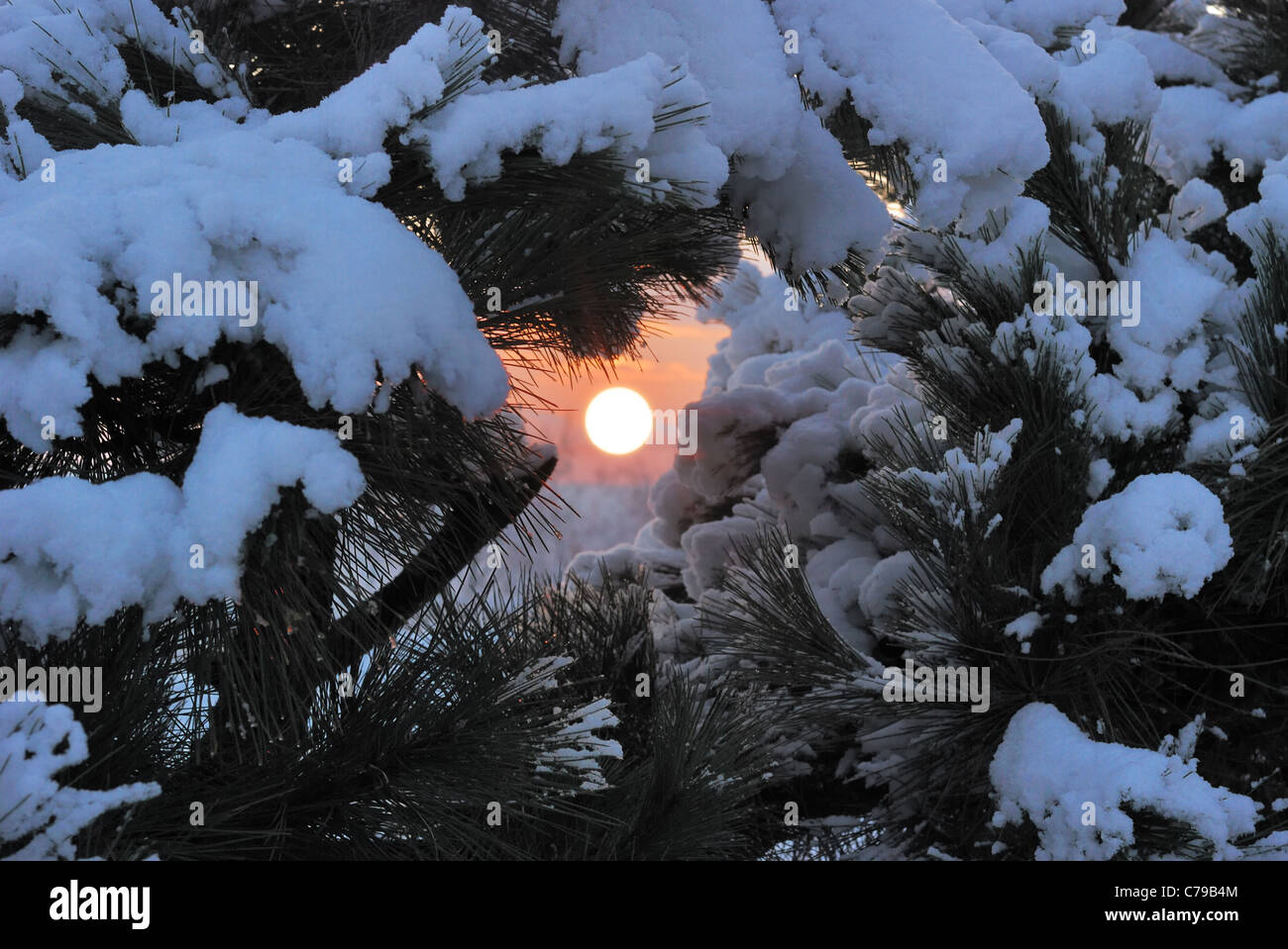 Winter sunset in forest. A photo of the sun through branches of a fur ...