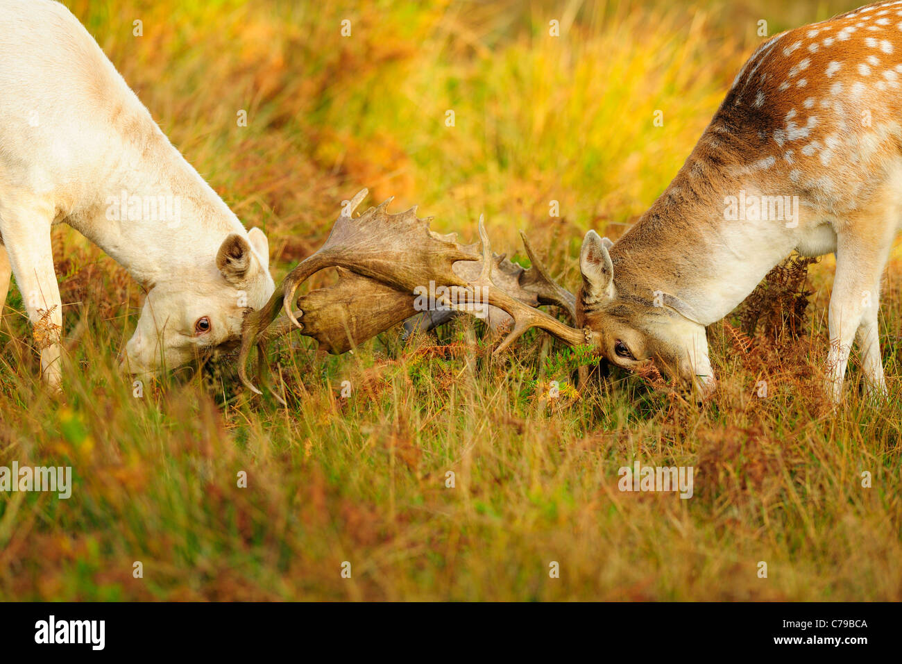 Fallow deer bucks practising for the rut Stock Photo - Alamy