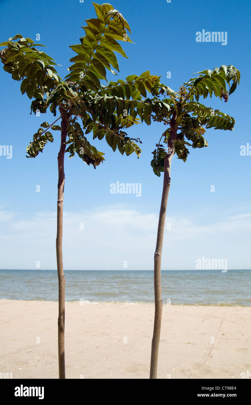 tree on white sandy beach Stock Photo - Alamy