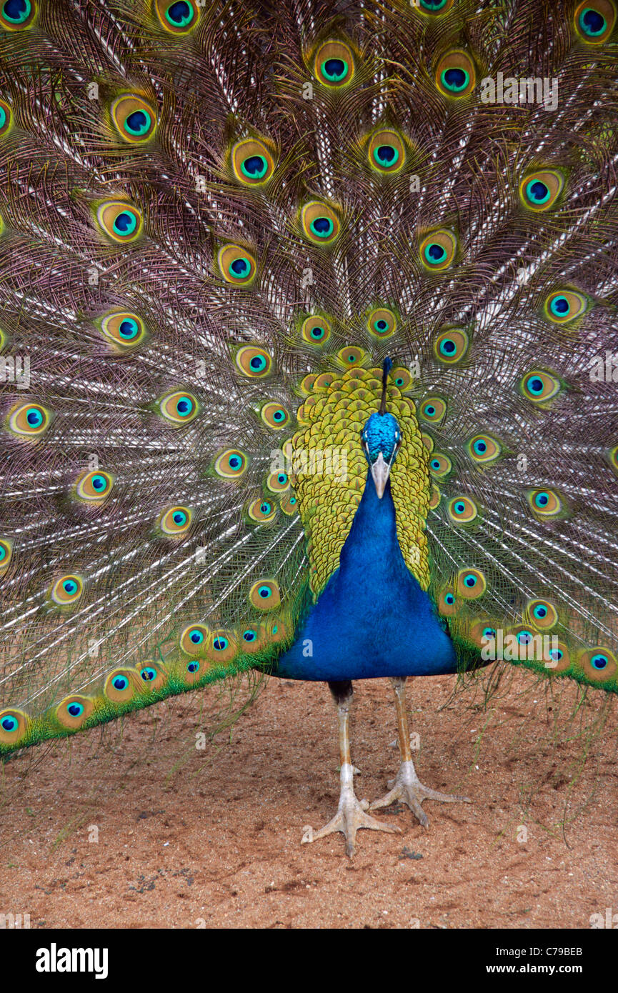 Peacock in Mitchell Park Zoo. Durban, KwaZulu-Natal, South Africa Stock ...