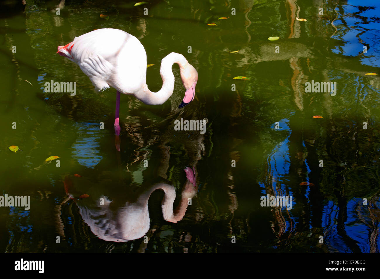 Greater Flamingo at Crocworld, near Scottburgh, KwaZulu-Natal, South ...