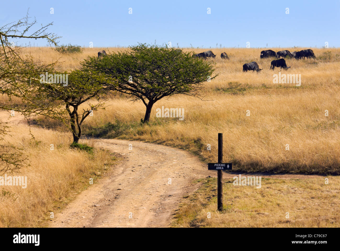 Durban tala game reserve herd hi-res stock photography and images - Alamy
