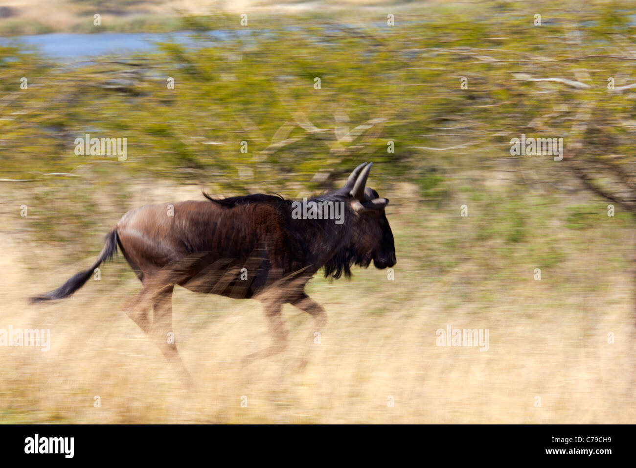 Blouwildebees hi-res stock photography and images - Alamy