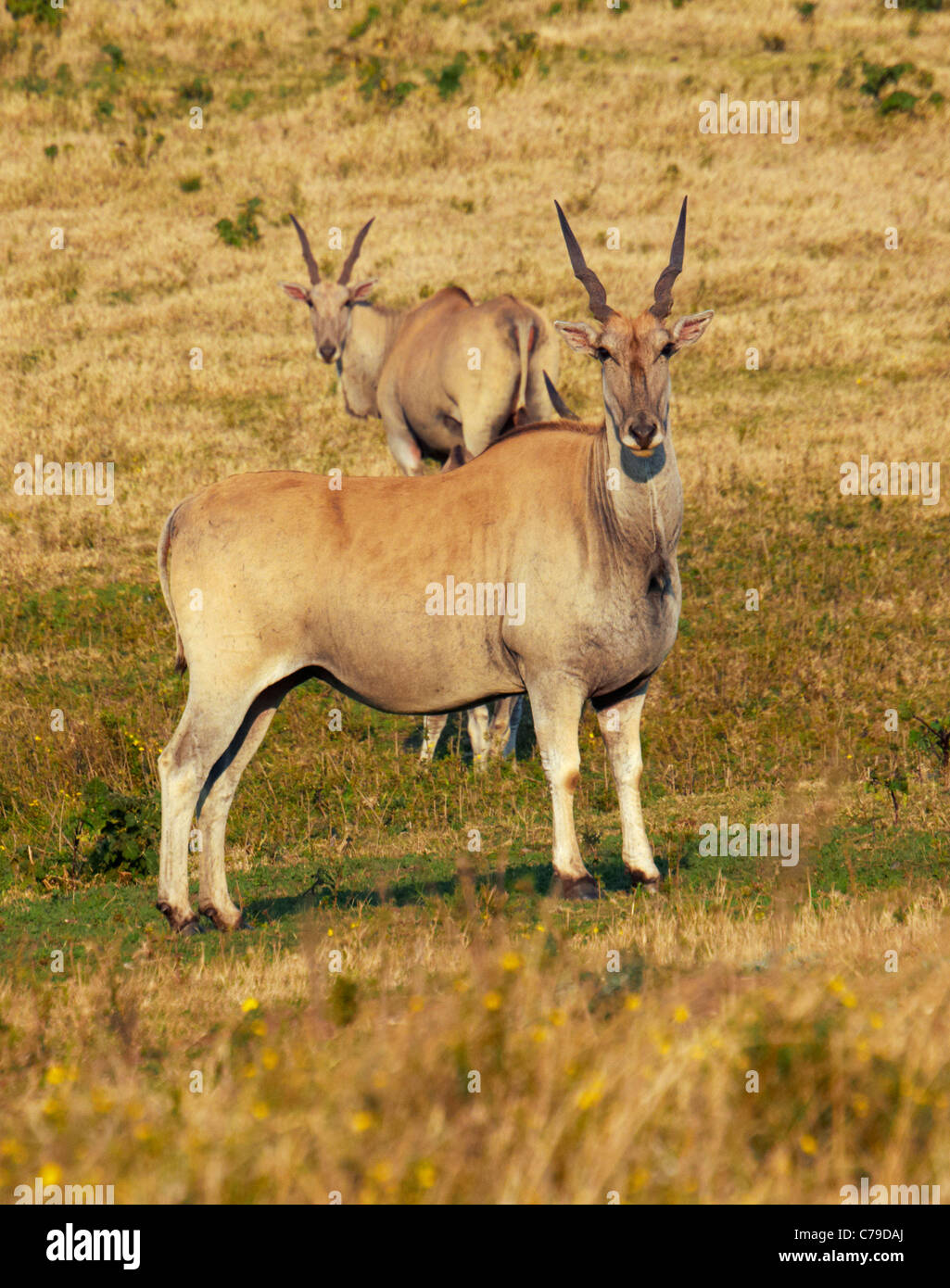 Female Eland in Tala Game Reserve, near Pietermaritzburg, KwaZulu-Natal ...