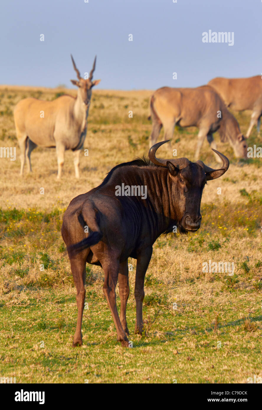 Female wildebeest hi-res stock photography and images - Alamy