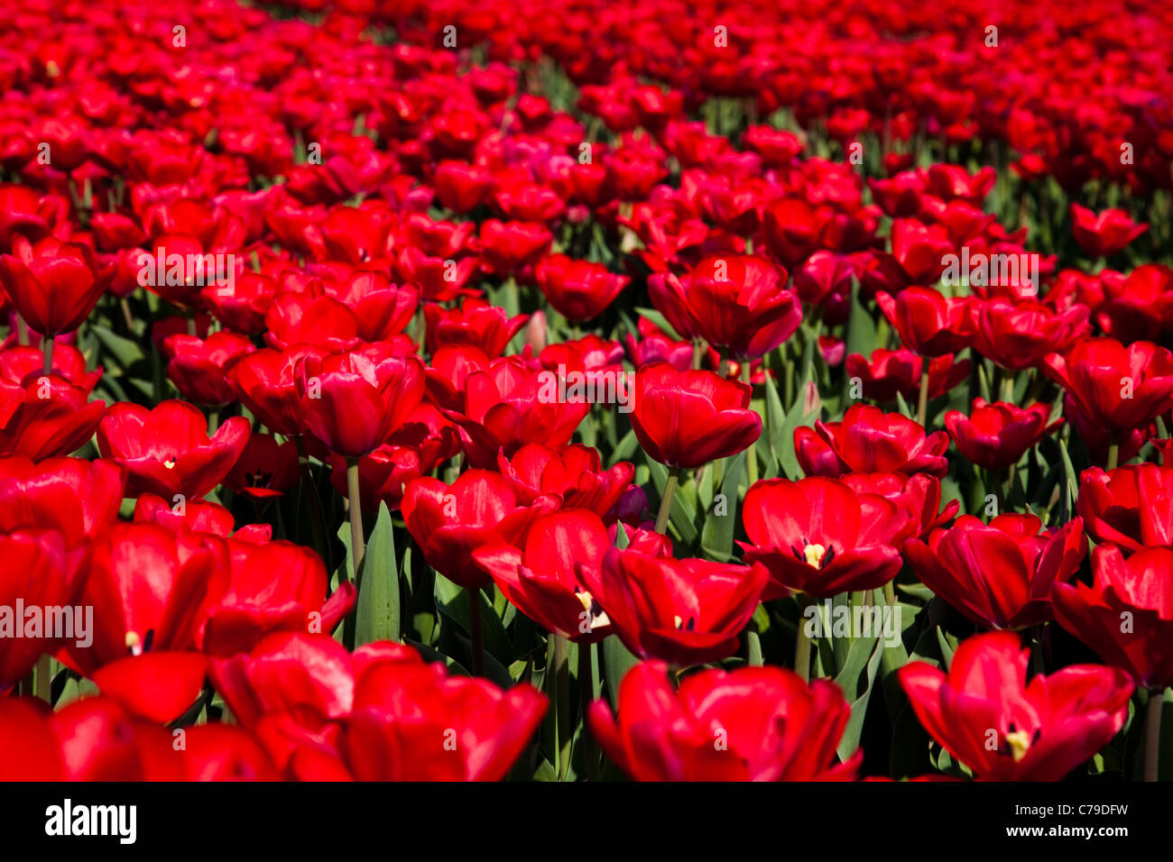Red tulips background Stock Photo - Alamy